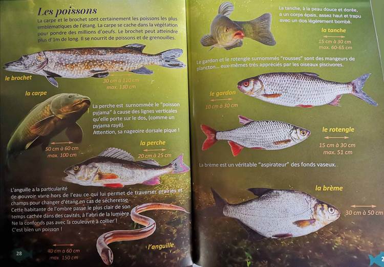 La vie étonnante des étangs - Aquascope Virelles - CHIMAY - BELGIQUE