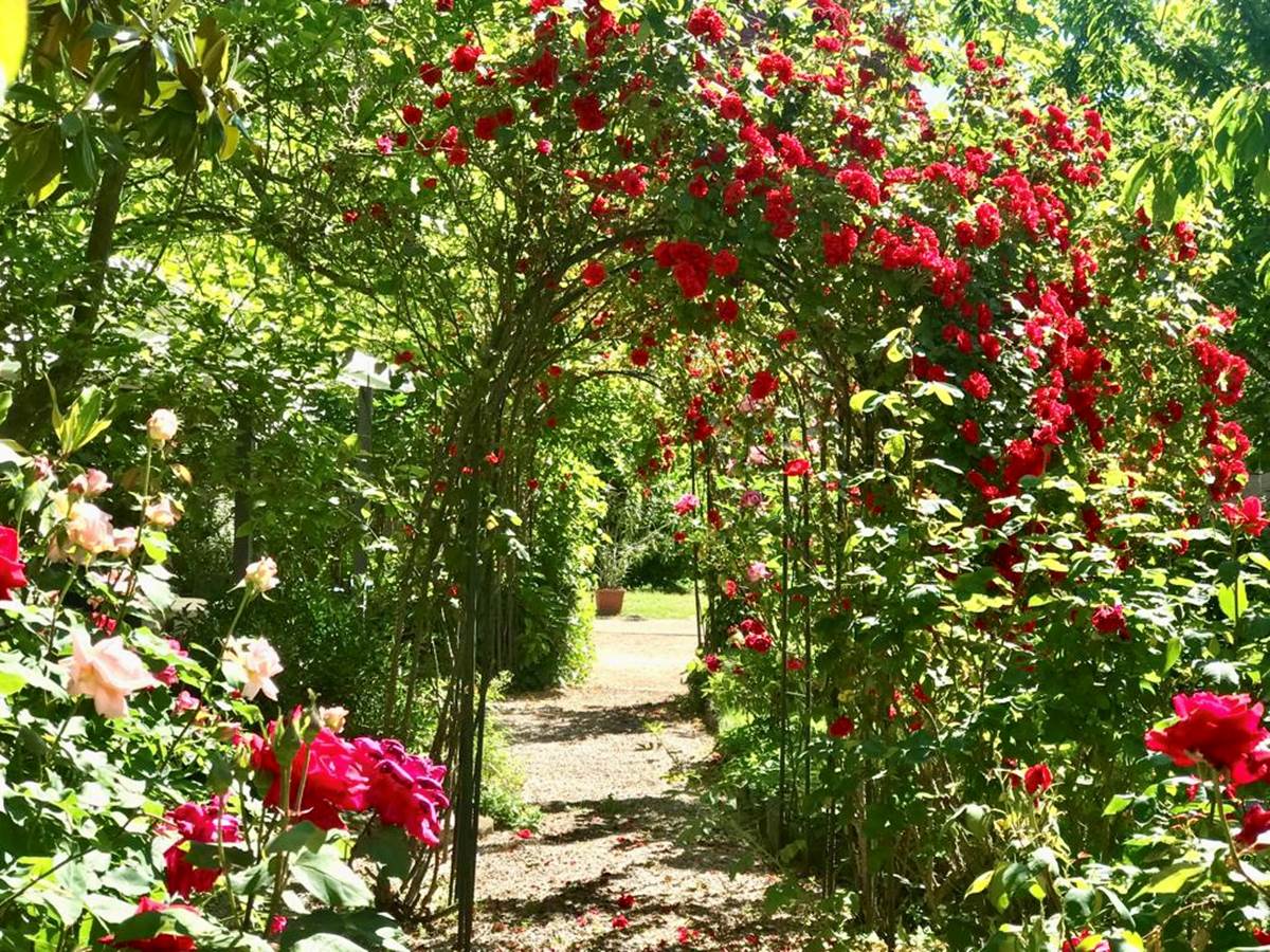 Le Jardin - La Cour Zaepffel - DAMBACH LA VILLE - FRANCE