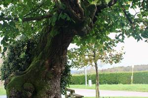 Un arbre classé - La Source de Manon - HOUYET - BELGIQUE