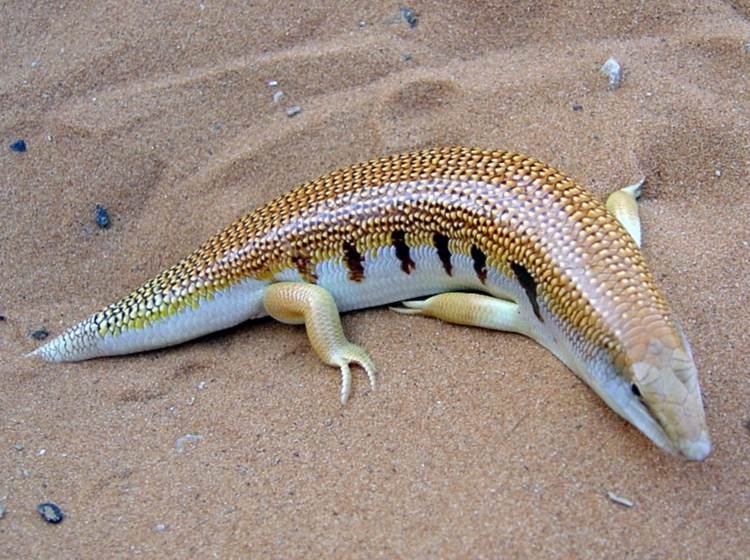 Les Activités - la Vallée des Dunes - Merzouga - MAROC