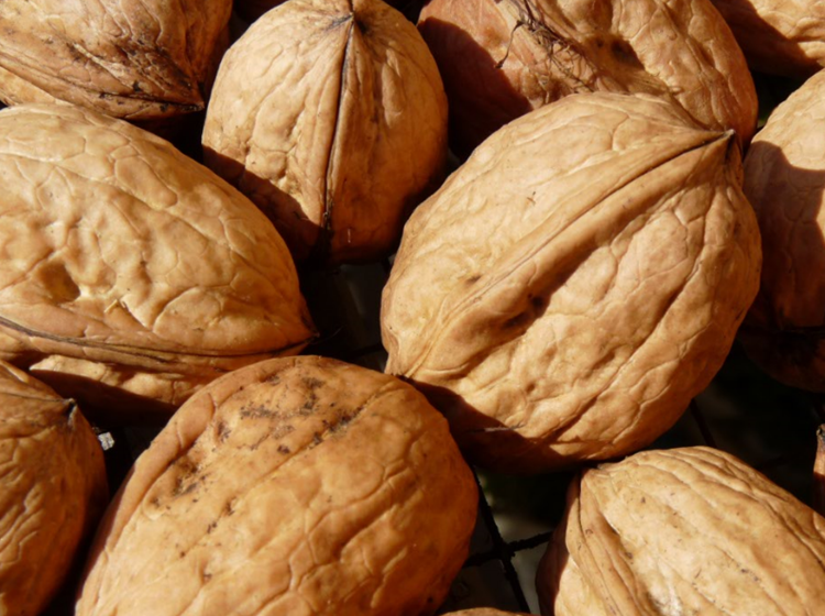 Les noix bios - Il n'y a qu'à Banne - CAUSE DE CLERANS - FRANCE